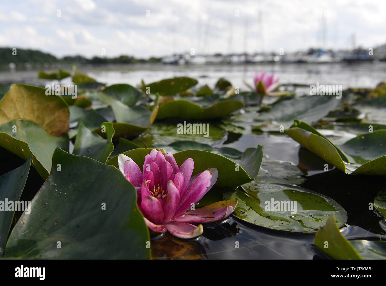 Water lillies in Lake Hain in Kahnsdorf, Germany, 2 August 2017. The ...