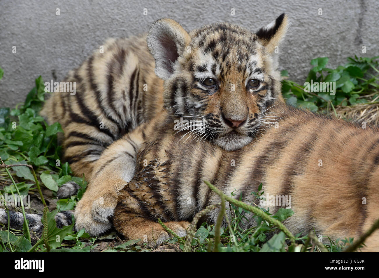 Hodonin, Czech Republic. 07th Aug, 2017. Two of four young tigers are ...