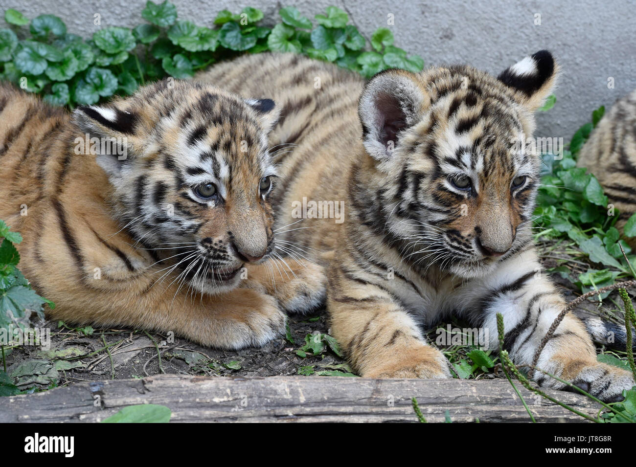 News animals tiger hi-res stock photography and images - Alamy