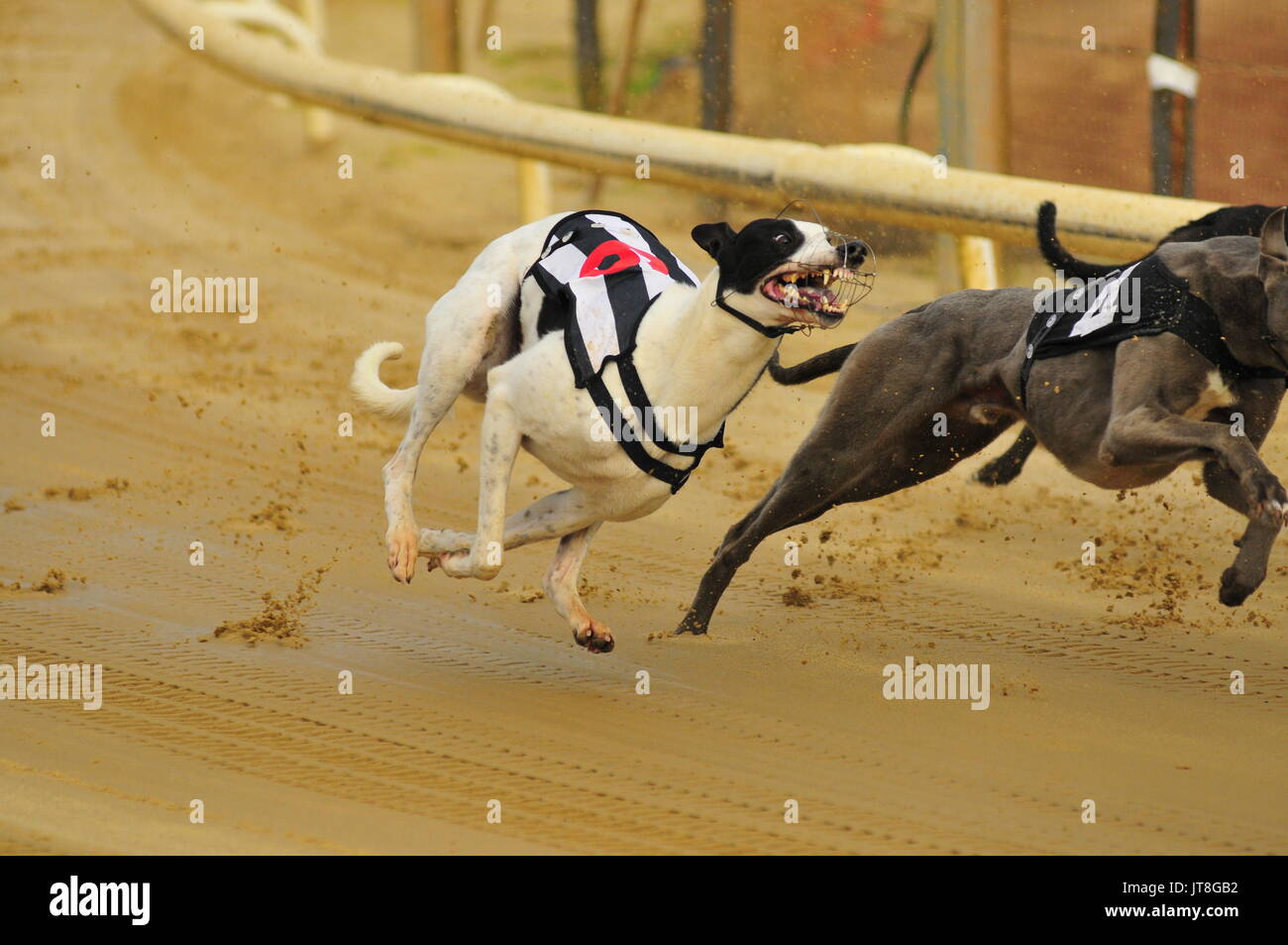 Uk greyhound betting hi-res stock photography and images - Alamy