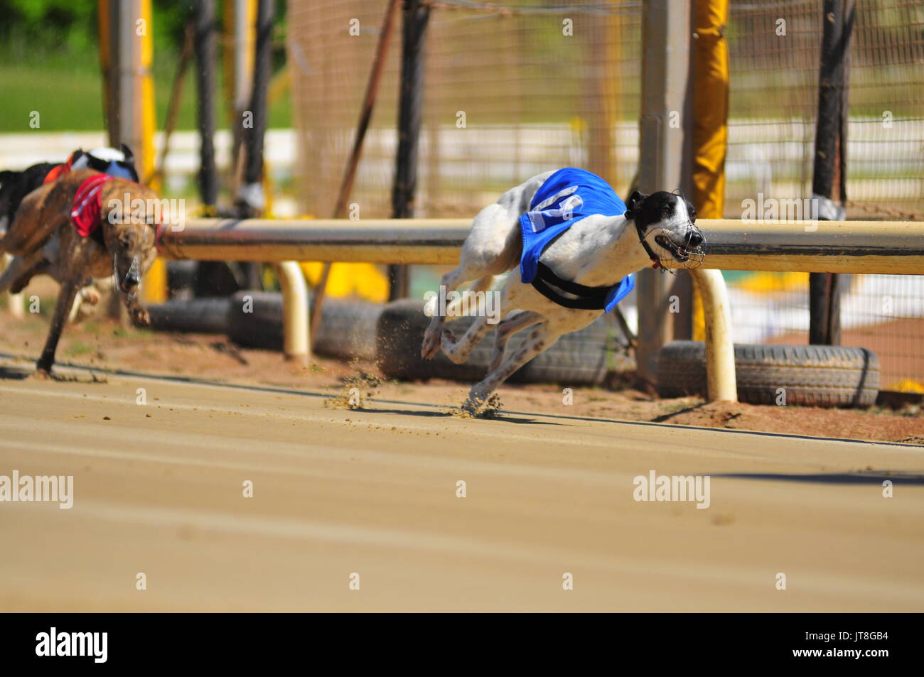 Greyhound racing uk hi-res stock photography and images - Alamy