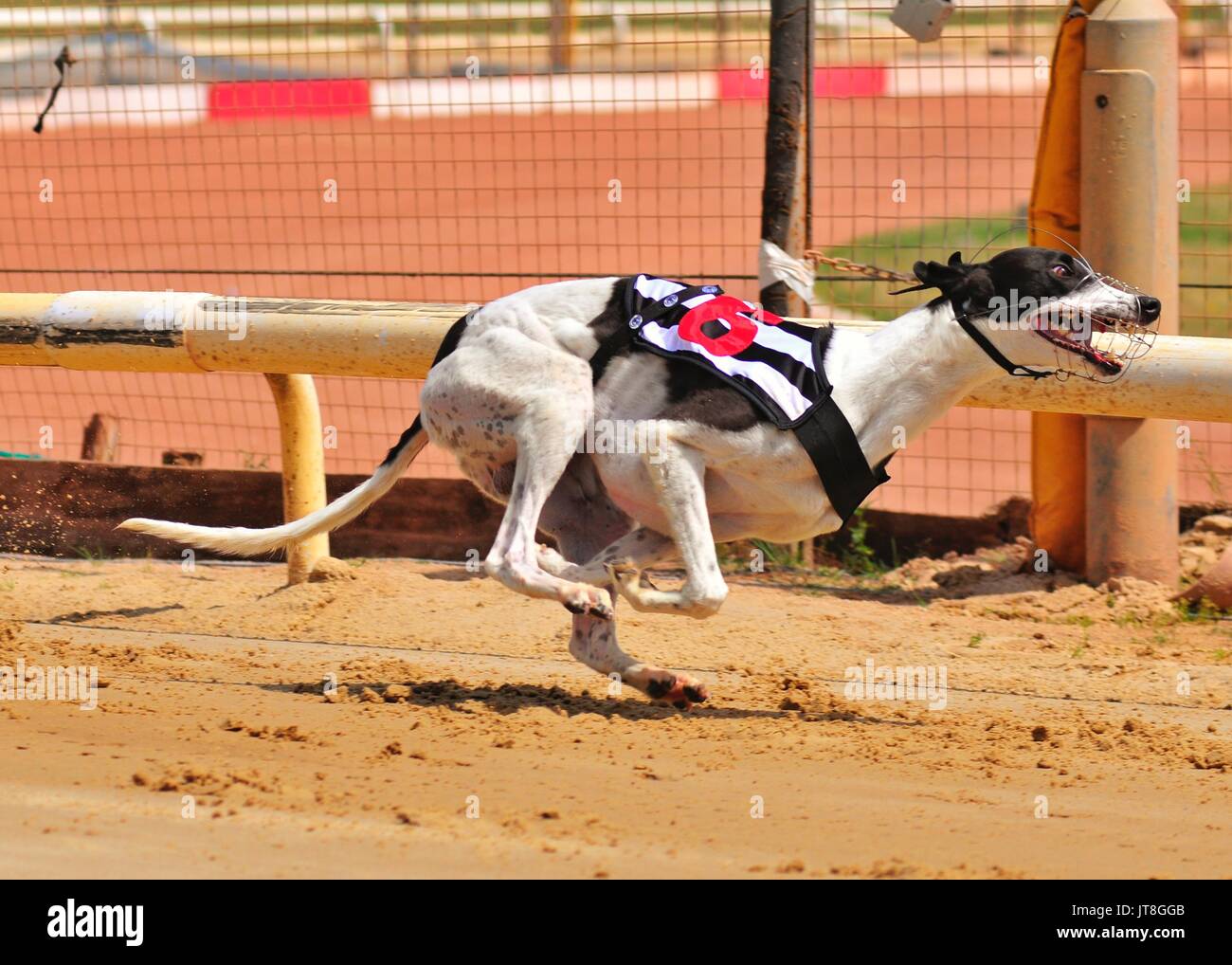 Uk greyhound betting hi-res stock photography and images - Alamy