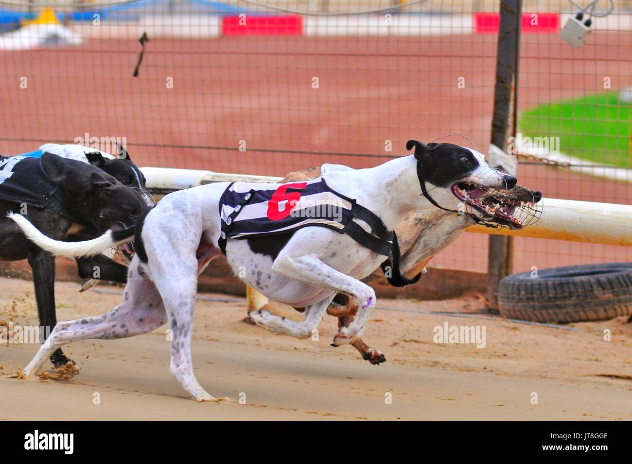 Greyhound racing track uk hi-res stock photography and images - Alamy