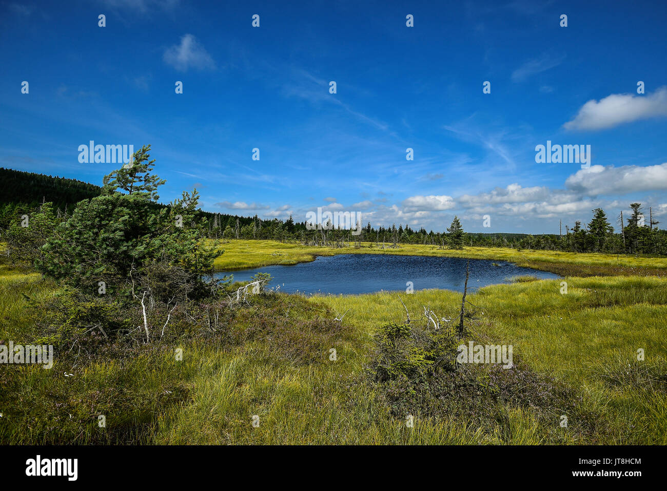 The Na Cihadle peat moors, Jizera (Izera) Mountains, Czech Republic, on ...