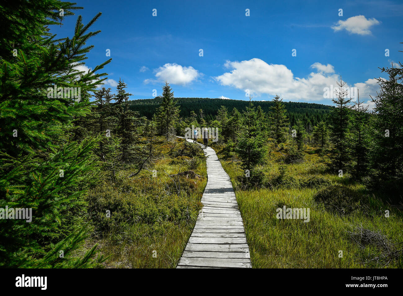 The Na Cihadle peat moors, Jizera (Izera) Mountains, Czech Republic, on ...