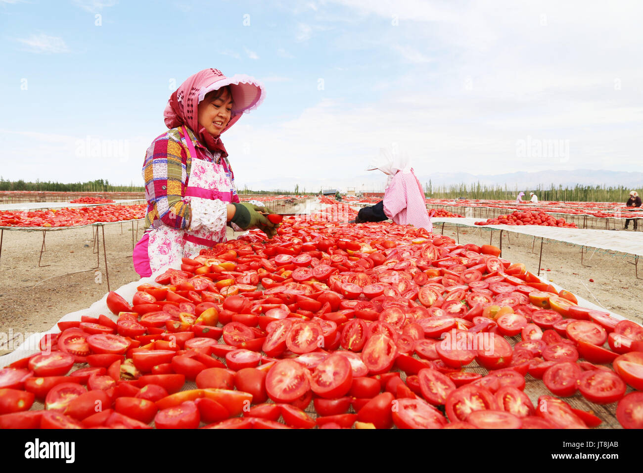 Bayingol. 8th Aug, 2017. Workers dry tomatoes in Bayingol Mongolian ...