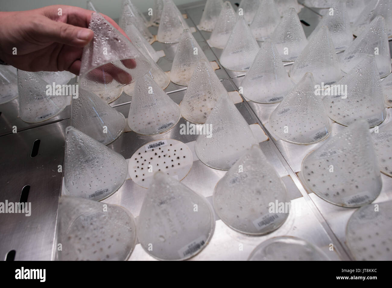 Institute of plant genetics and crop plant research hi-res stock ...