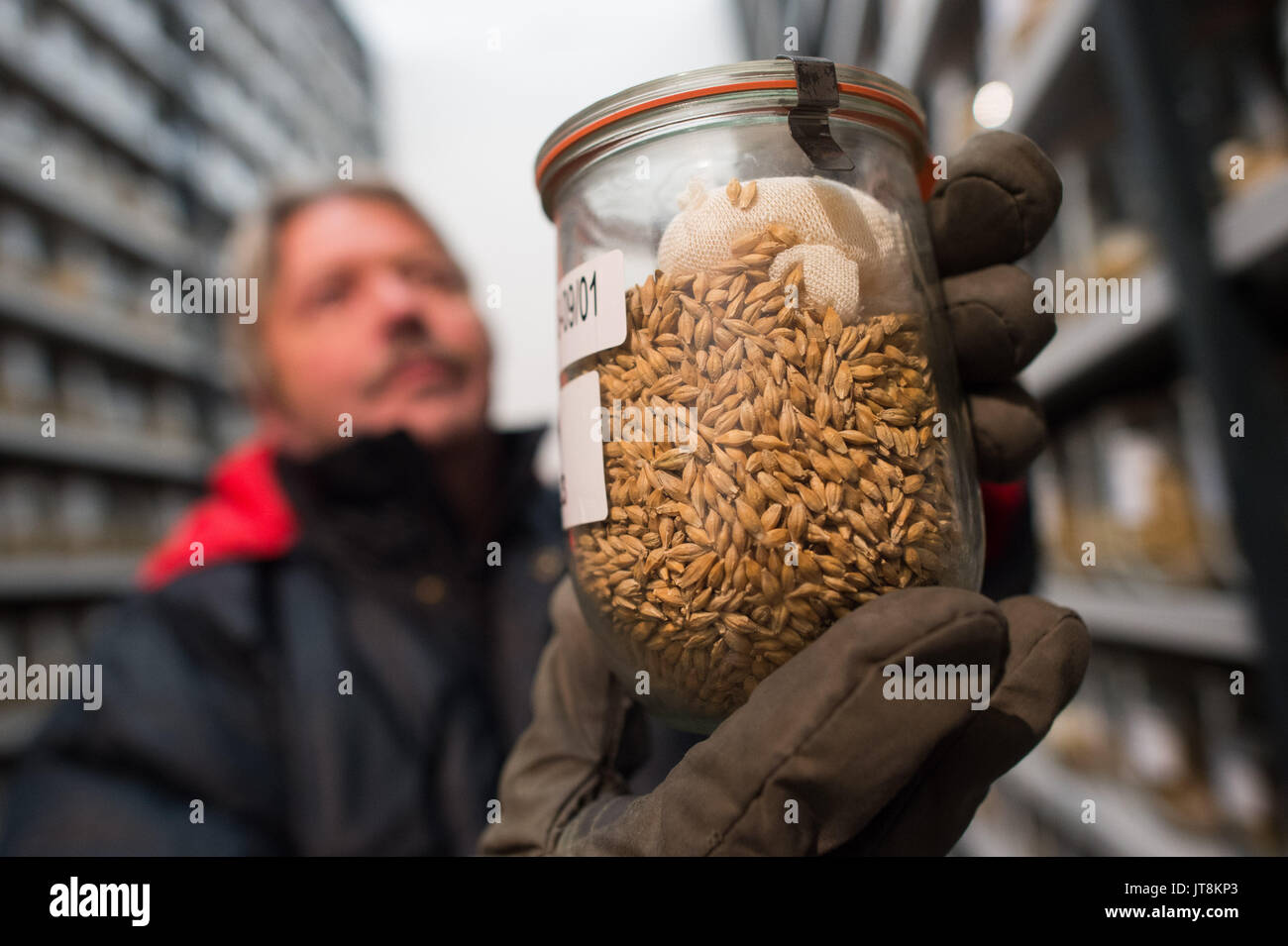 Gatersleben, Germany. 8th Aug, 2017. Andreas Boerner, head of the gene ...