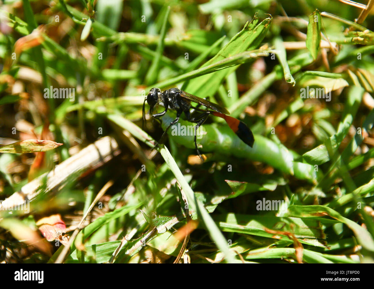 Ammophila wasp caterpillar hi-res stock photography and images - Alamy