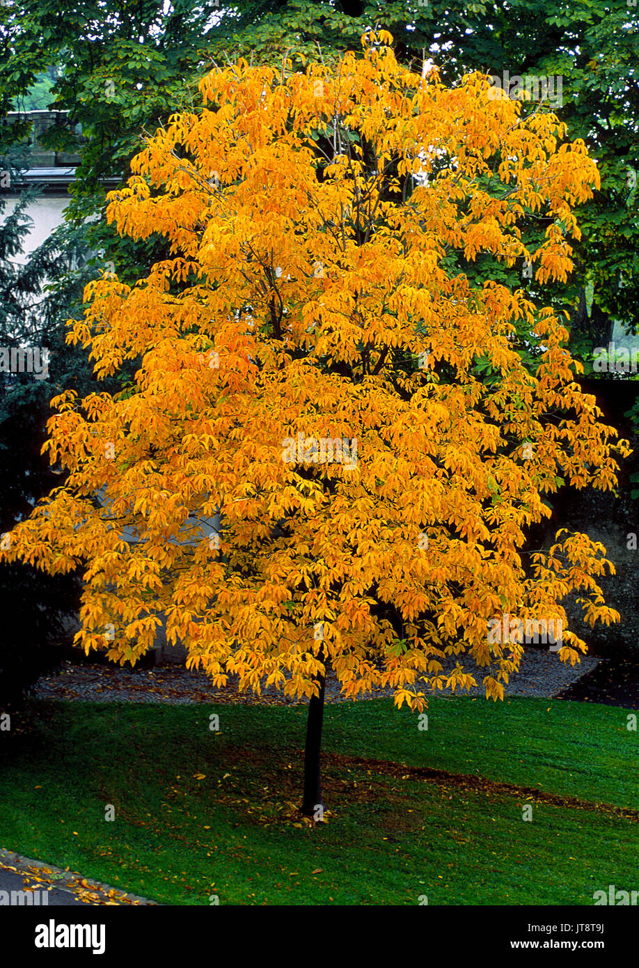 Autumn weather turns the leaves on this young deciduous tree a striking ...