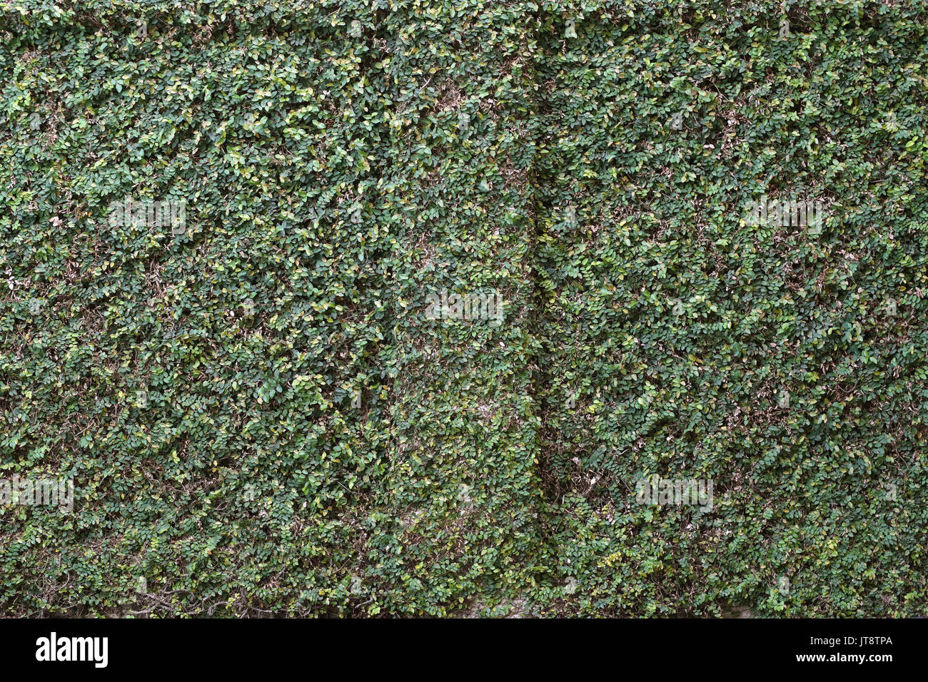 Plant wall texture hi-res stock photography and images - Alamy