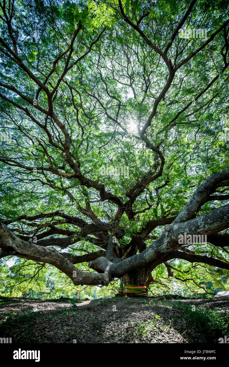 Large Samanea saman tree with branch in Kanchanaburi, Thailand Stock ...