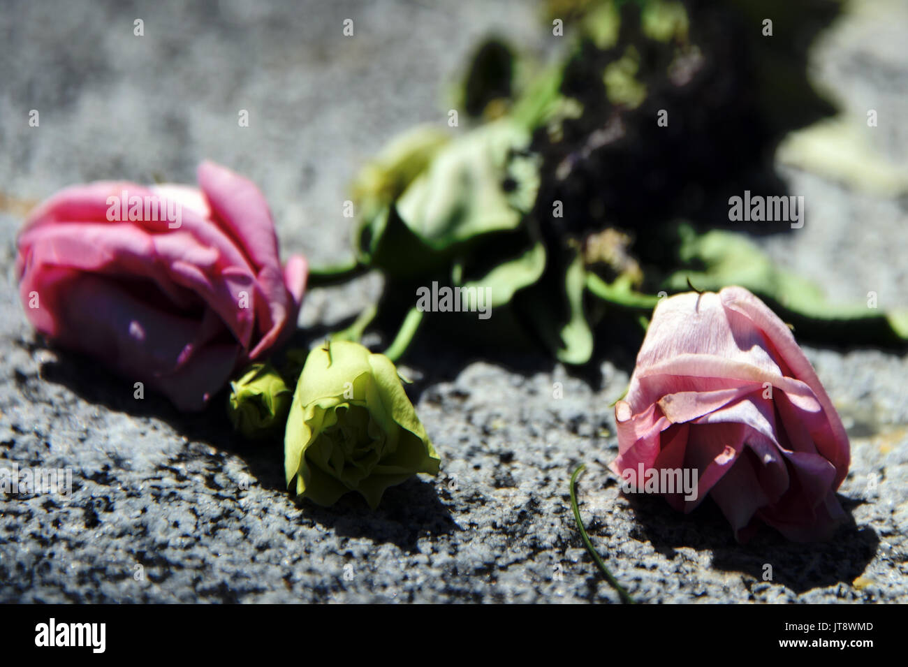 Dead petals hi-res stock photography and images - Alamy