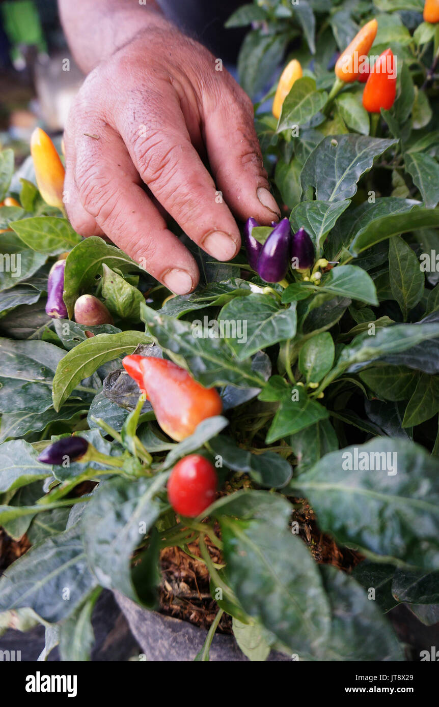 Malang, Indonesia. 06th Aug, 2017. Chilli farmers showed the process of ...
