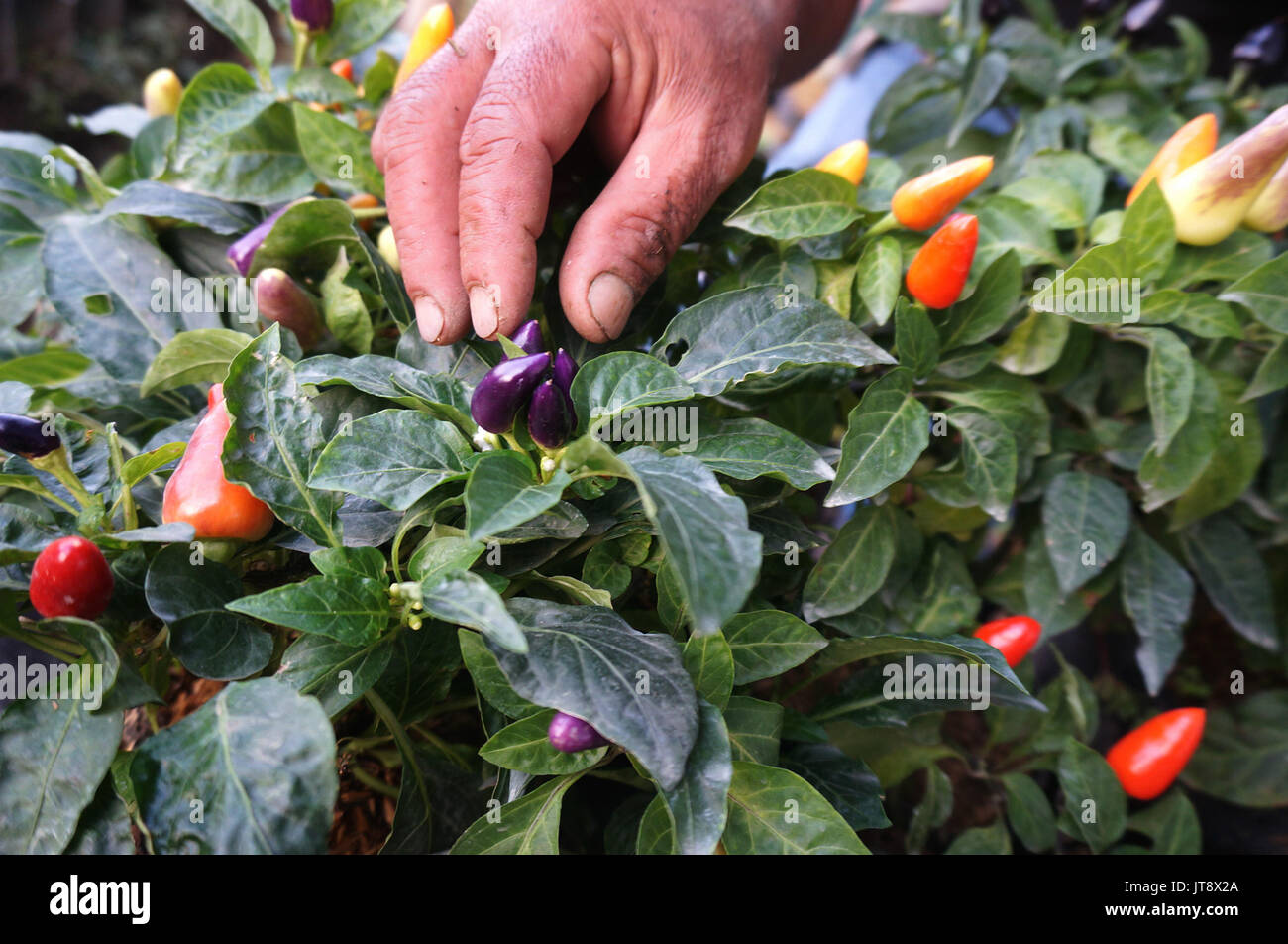 Malang, Indonesia. 06th Aug, 2017. Chilli farmers showed the process of ...