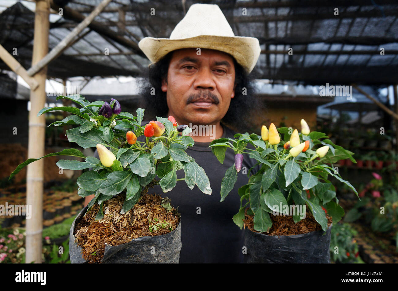 Malang, Indonesia. 06th Aug, 2017. Chilli farmers showed the process of ...
