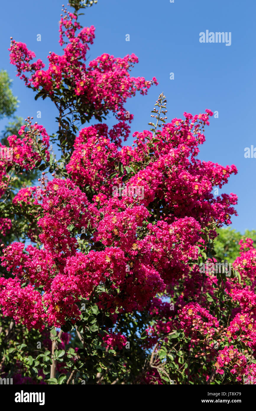 Crepe myrtle Tree (Lagerstroemia) growing in a garden in Southern ...