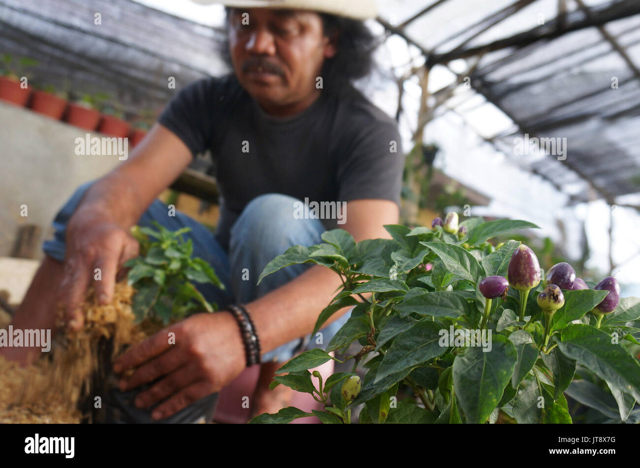 Malang, Indonesia. 06th Aug, 2017. Chilli farmers showed the process of ...