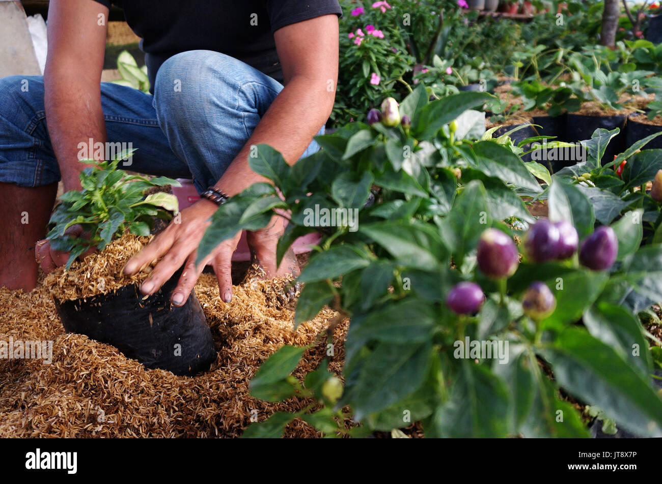 Malang, Indonesia. 06th Aug, 2017. Chilli farmers showed the process of ...