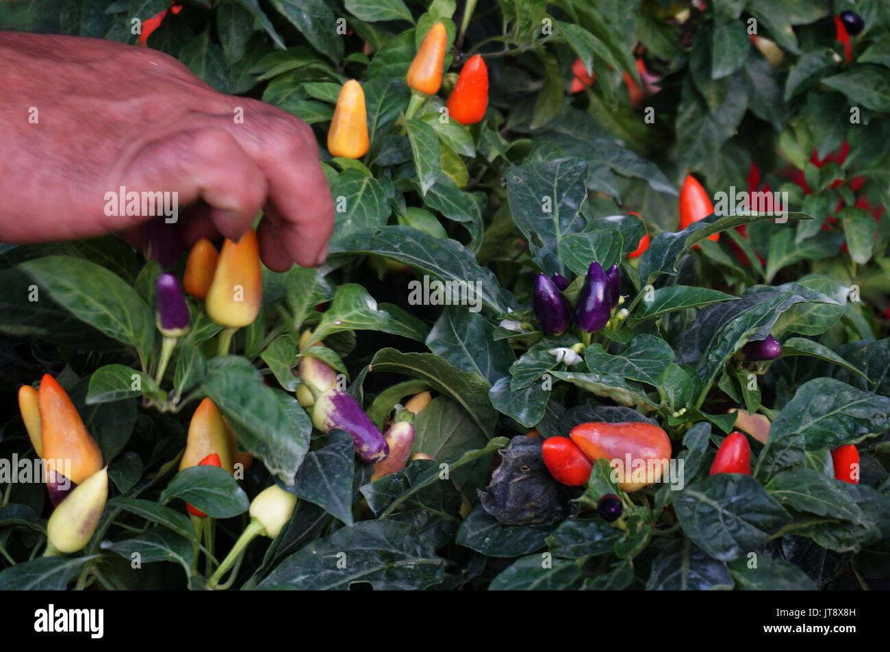 Malang, Indonesia. 06th Aug, 2017. Chilli farmers showed the process of ...
