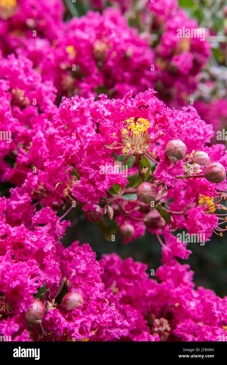 Myrtle tree hi-res stock photography and images - Alamy