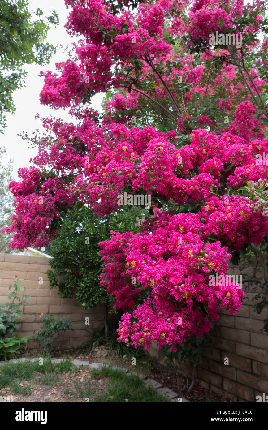 Crepe myrtle Tree (Lagerstroemia) growing in a garden in Southern ...