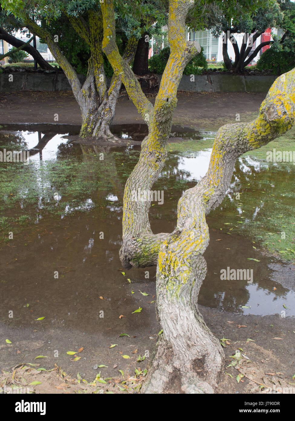 Tree branch and water hi-res stock photography and images - Alamy