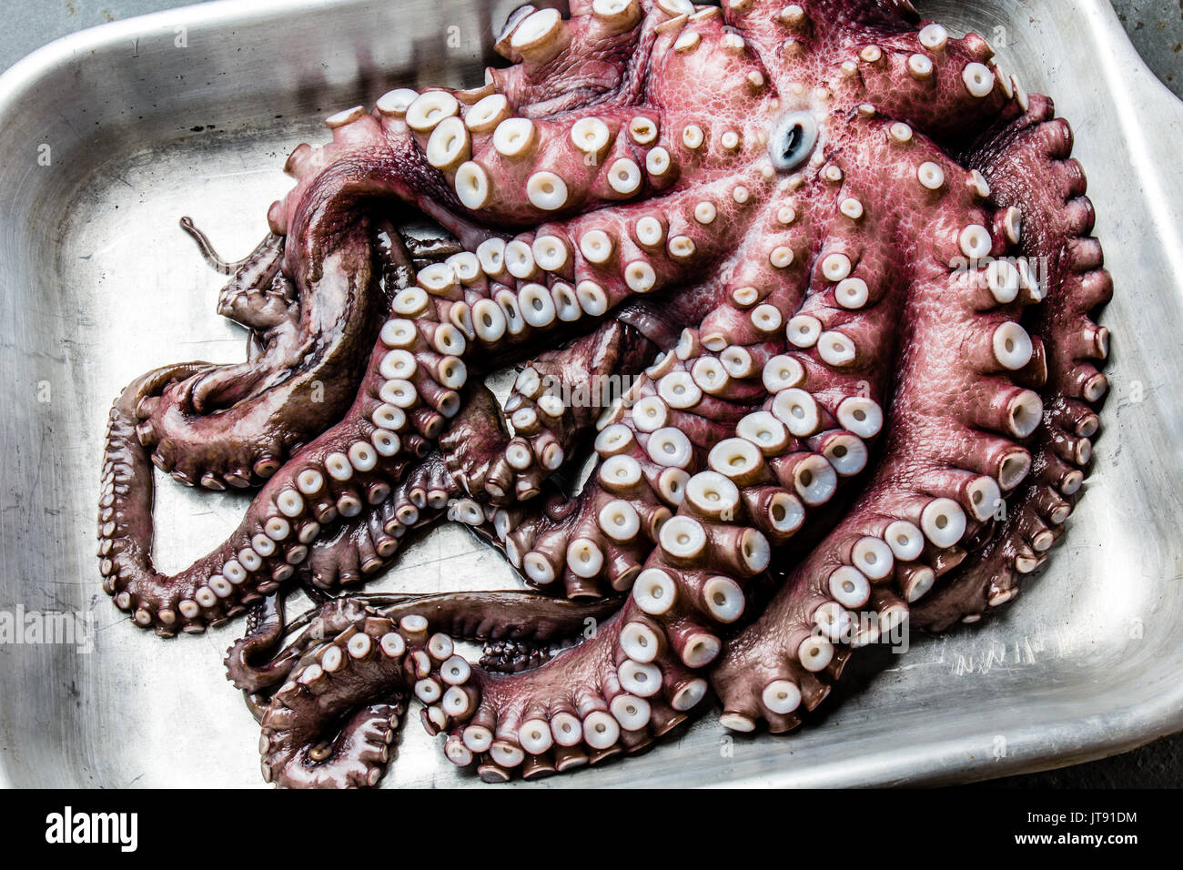 Seafood octopus. Whole fresh raw octopus on gray slate background, top ...