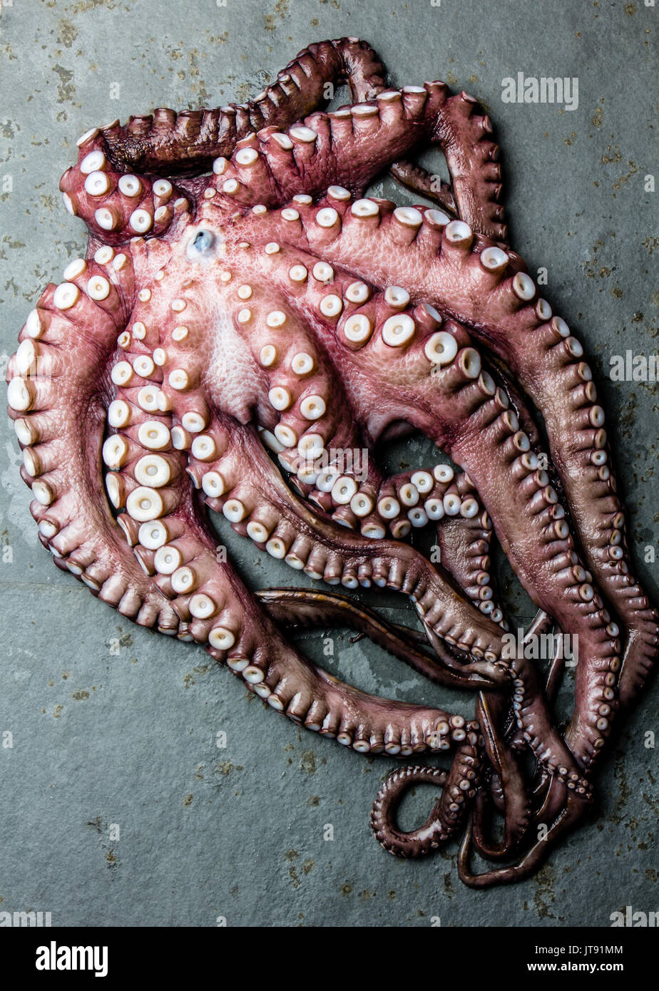 Seafood octopus. Whole fresh raw octopus on gray slate background, top ...