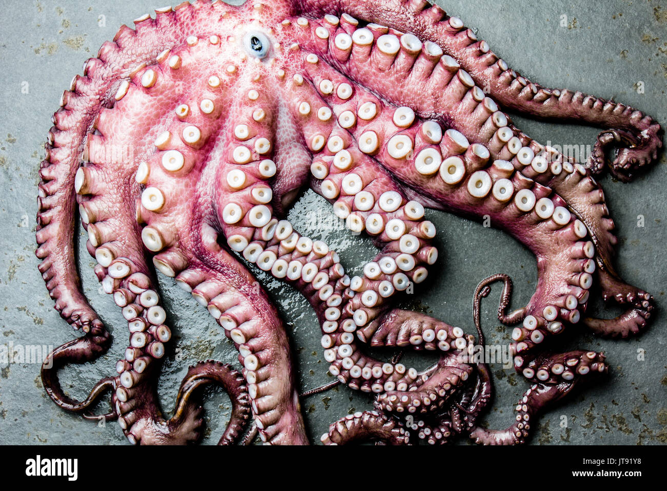 Seafood octopus. Whole fresh raw octopus on gray slate background, top ...