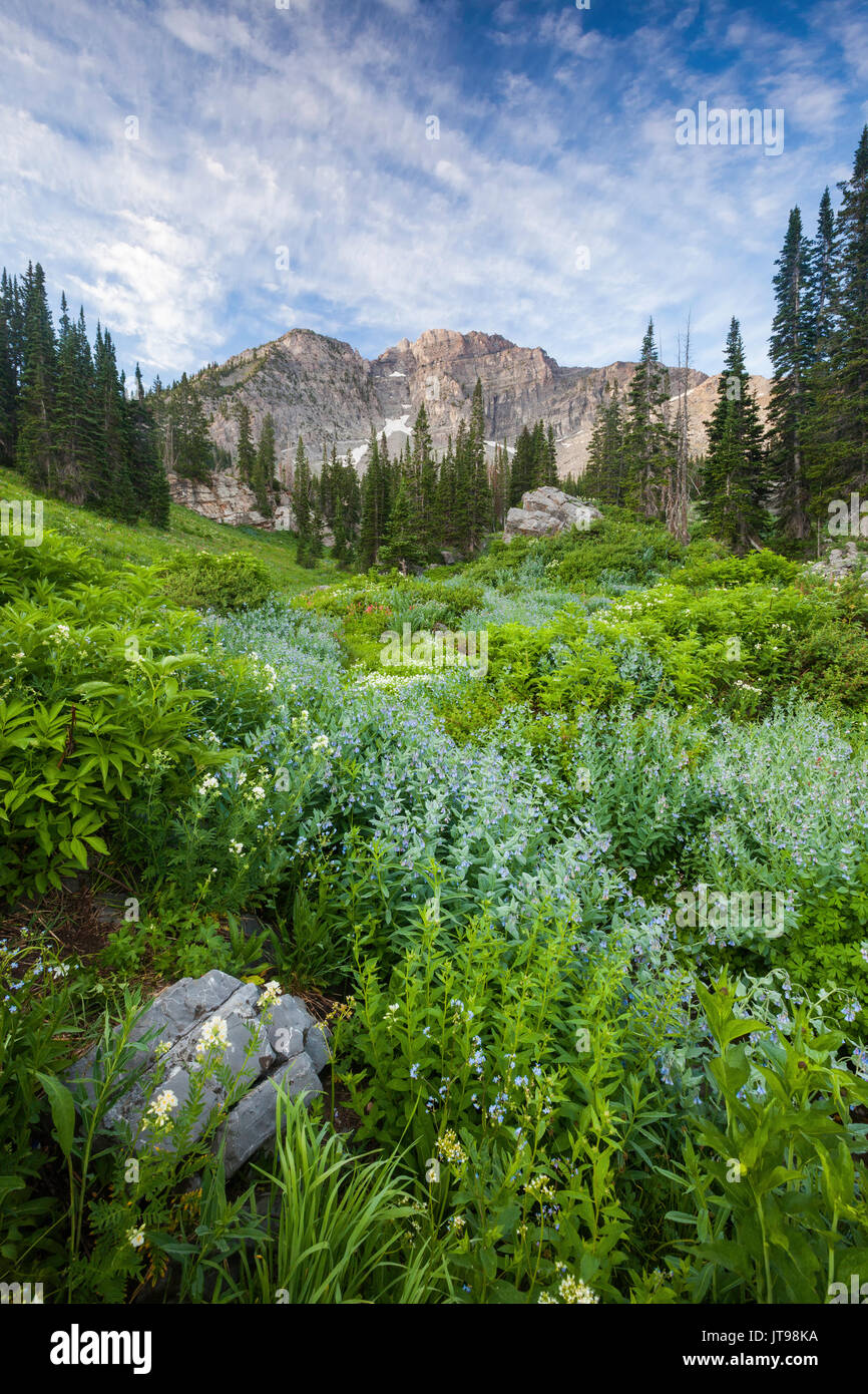 Wildflowers, Devil's Castle, Albion Basin, Alta, Utah Stock Photo - Alamy
