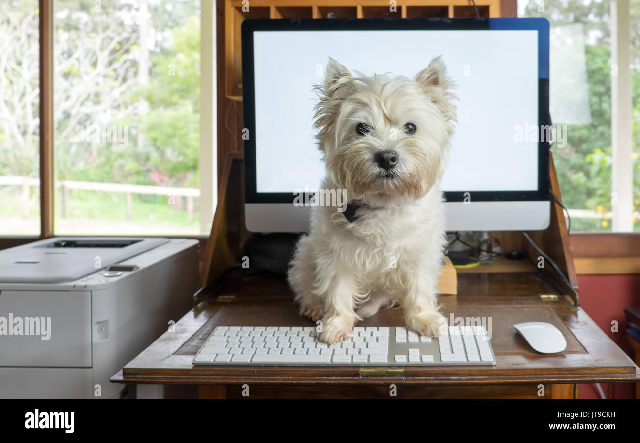 Bring dog to work day - west highland white terrier on desk with ...