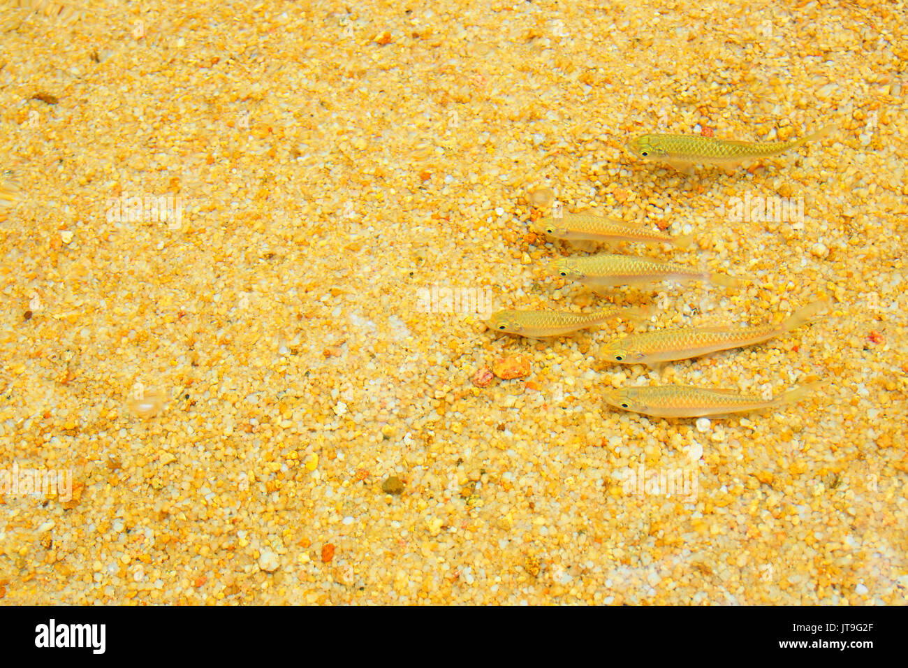 Top view fishes swimming in hi-res stock photography and images - Alamy
