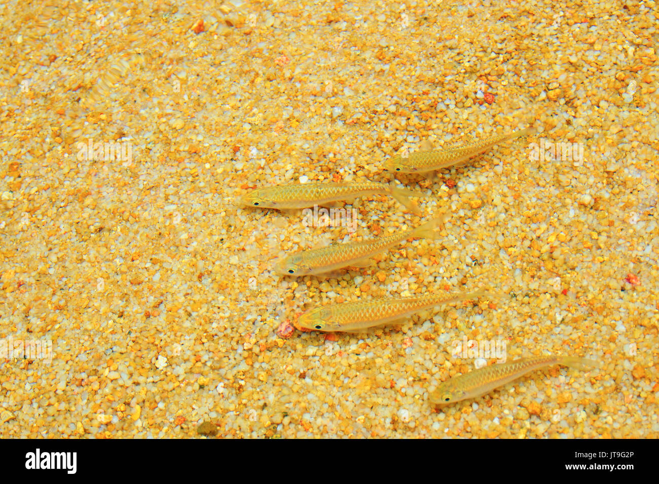 Top view fishes swimming in hi-res stock photography and images - Alamy