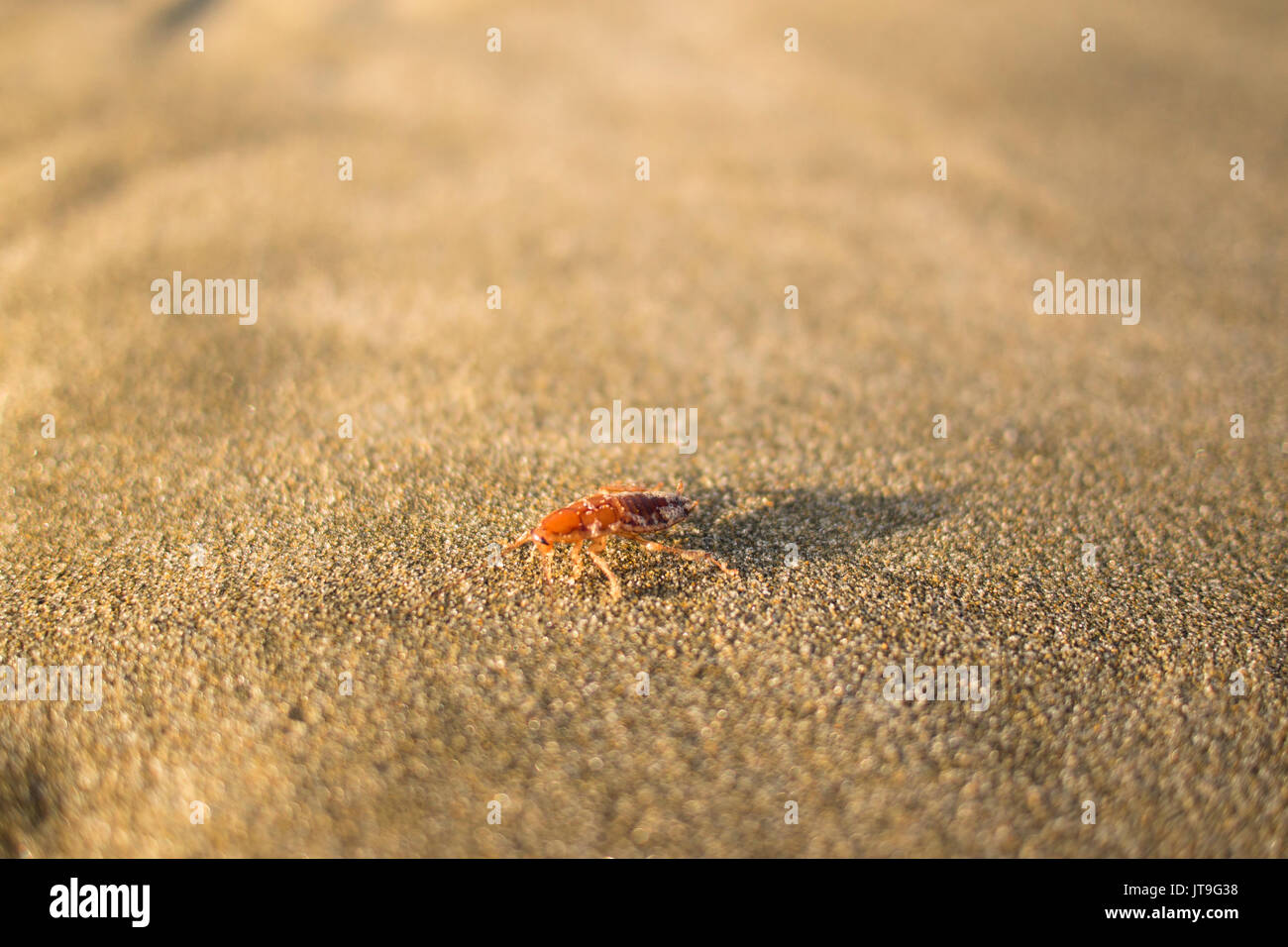 Insects on the beach hi-res stock photography and images - Alamy
