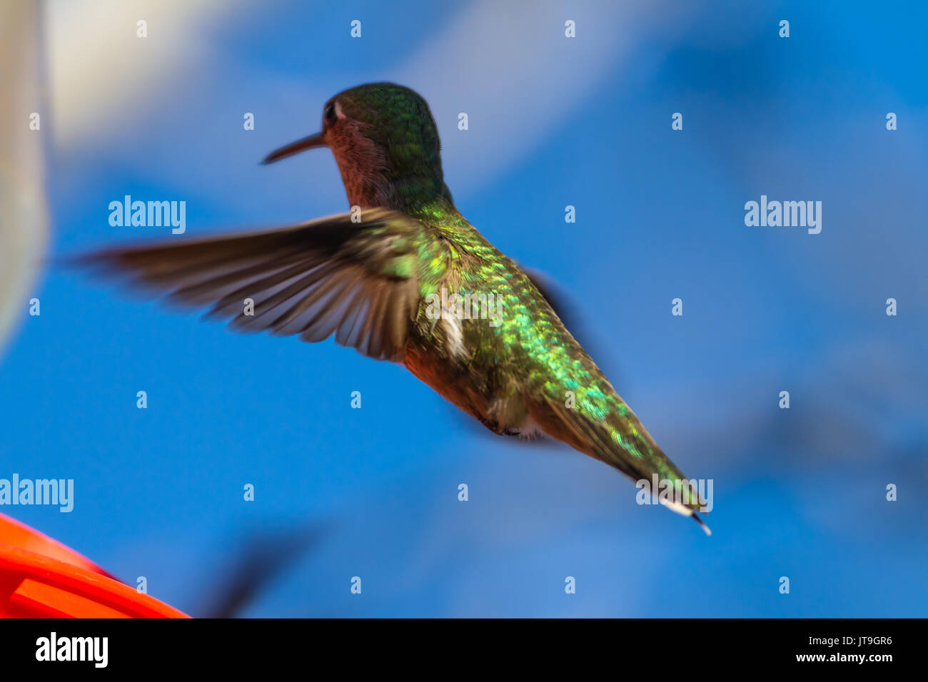 Hummingbird , Rufous-tailed birds feeding and sharing their food with ...