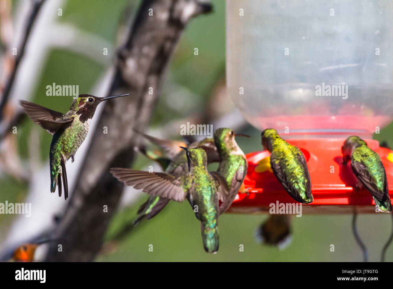 Hummingbird , Rufous-tailed birds feeding and sharing their food with ...