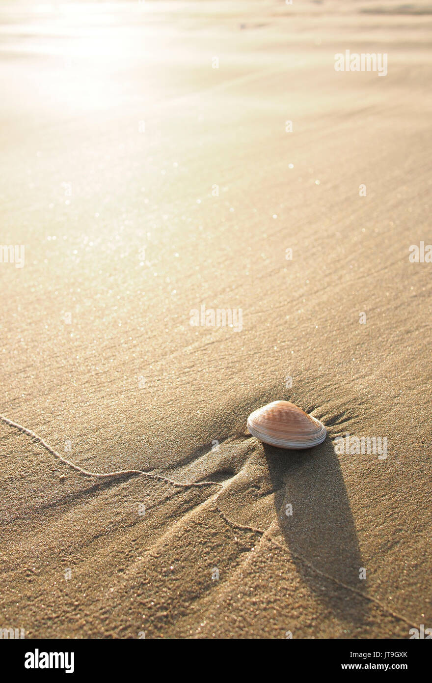 Seashell Beach Colours High Resolution Stock Photography and Images - Alamy