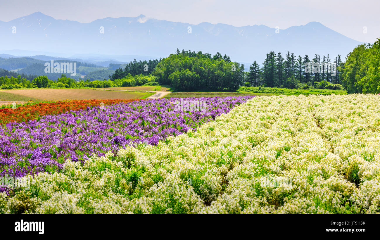 Colorful flower field during summer in Hokkaido, Japan Stock Photo - Alamy