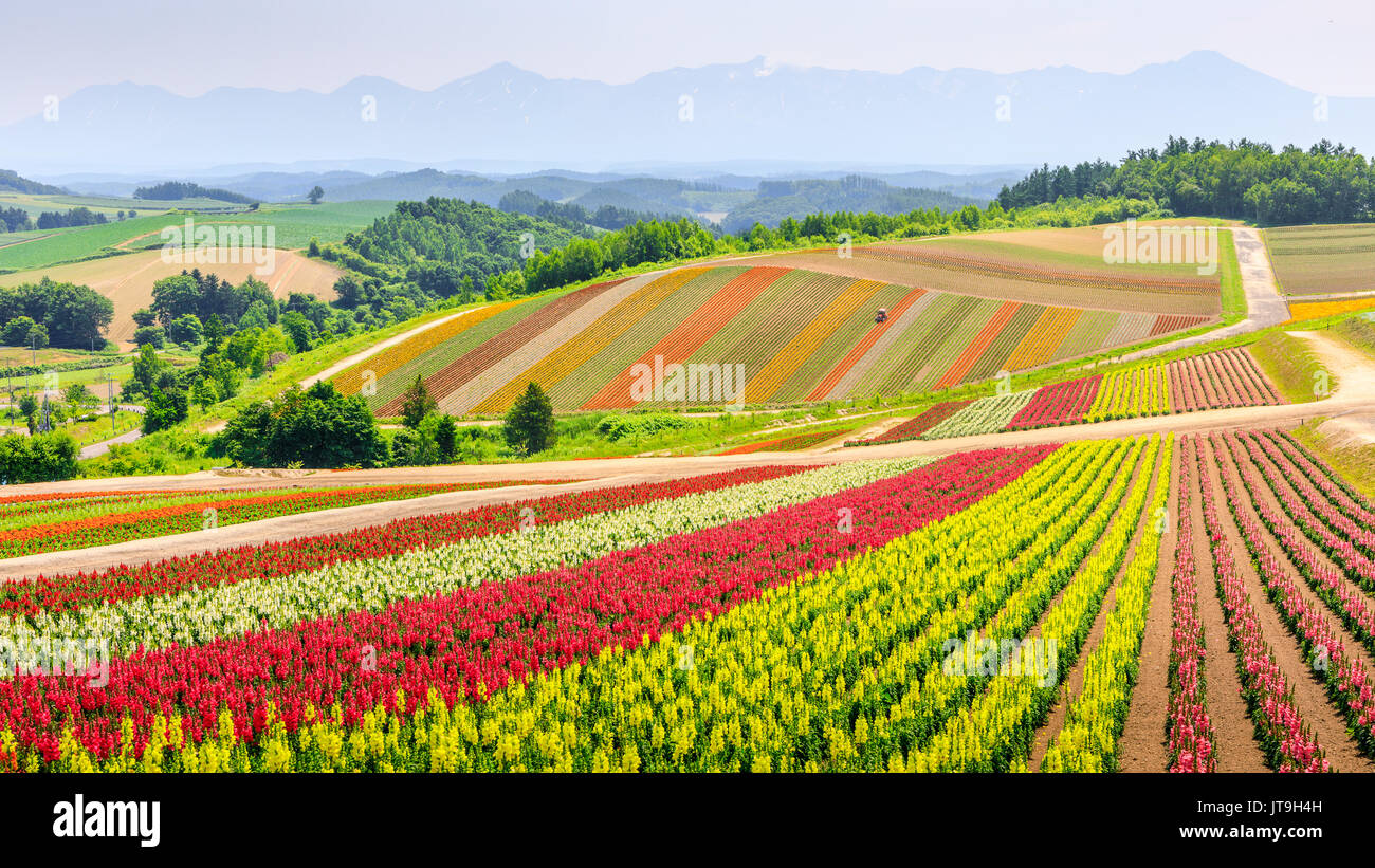Panoramic scene of colorful flower field during summer in Hokkaido ...