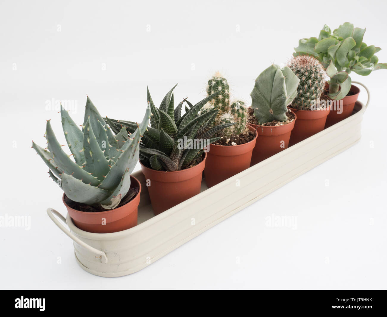 Cacti houseplants displayed in long small trough Stock Photo - Alamy