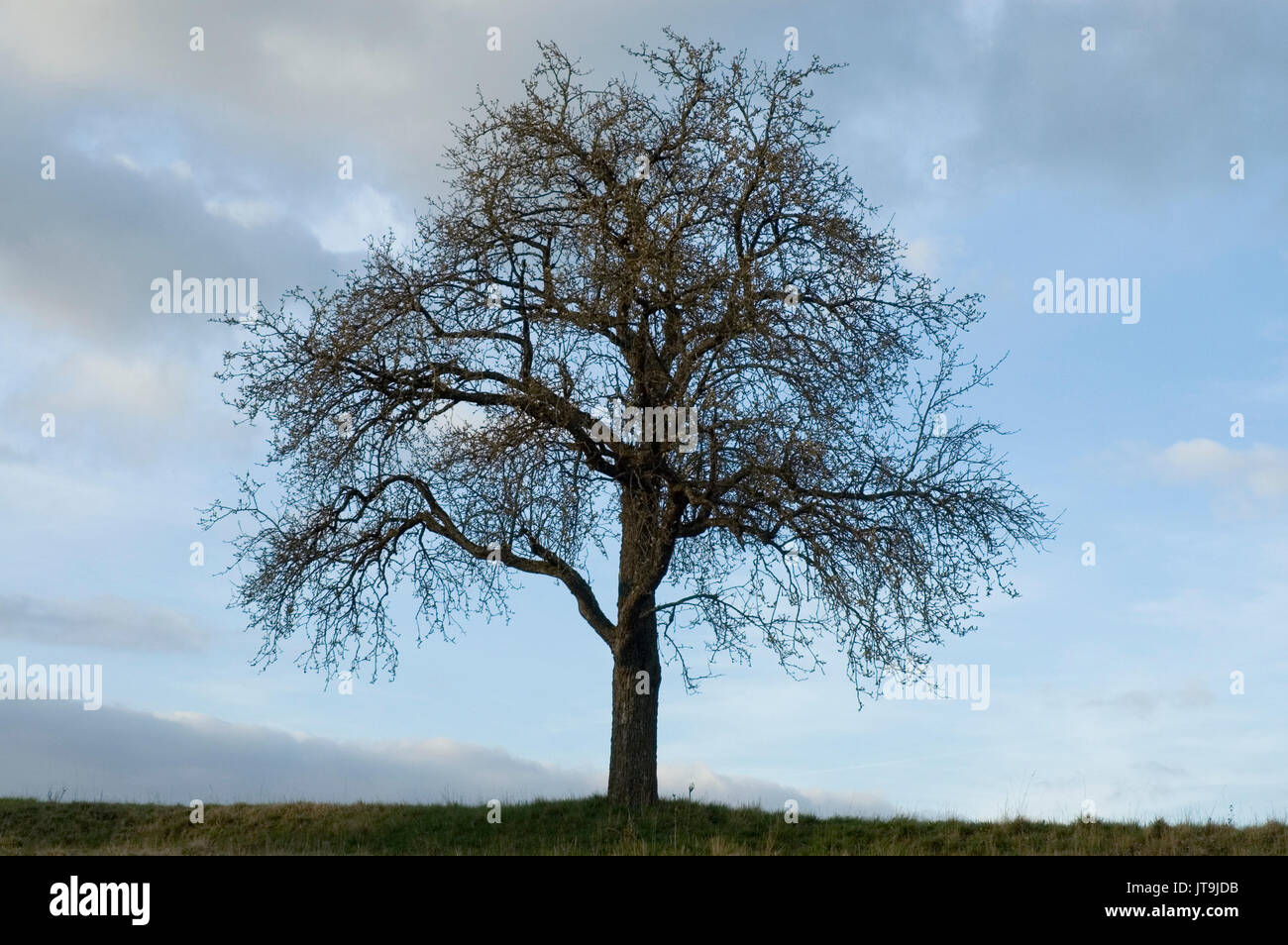 leafless tree in early spring Stock Photo - Alamy
