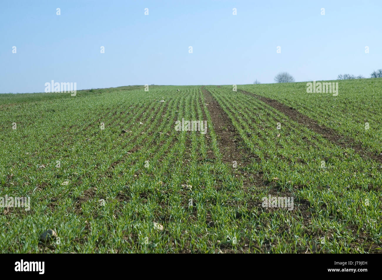 grainfield in spring Stock Photo - Alamy