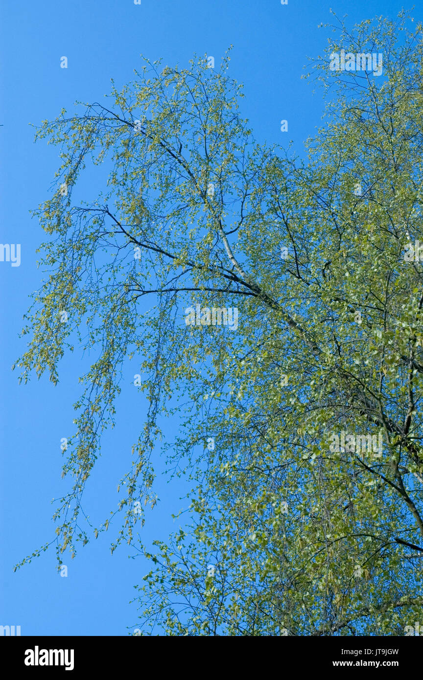 birch tree in spring Stock Photo - Alamy