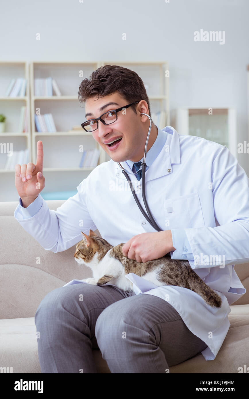 Cat visiting vet for regular check up Stock Photo - Alamy