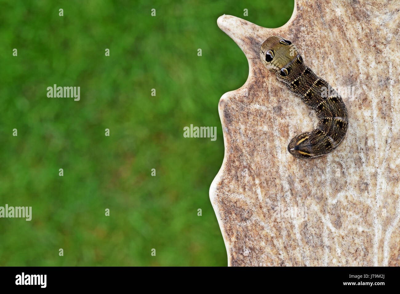 Antler moth caterpillar hi-res stock photography and images - Alamy