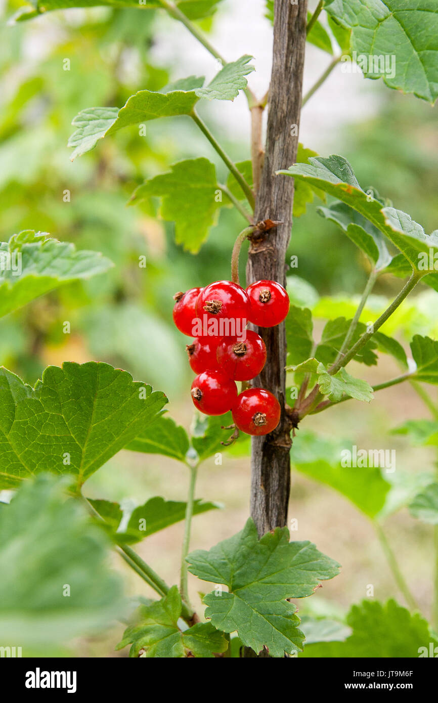 Ripe sweet fruits of currants also called currant berry. Sparkling in ...