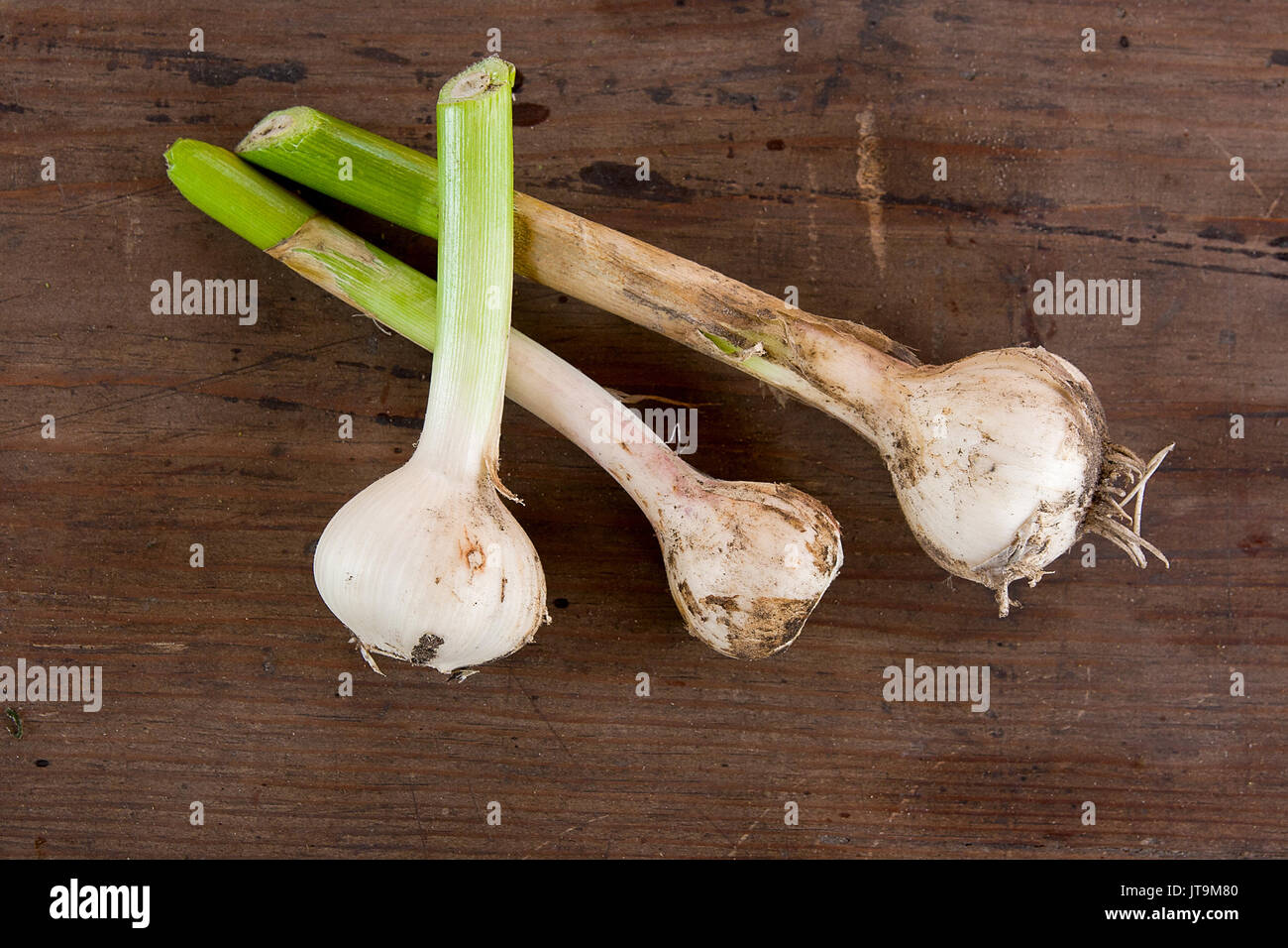 Garlic is not ripened on the stem of the leaf. Strong-smelling pungent ...