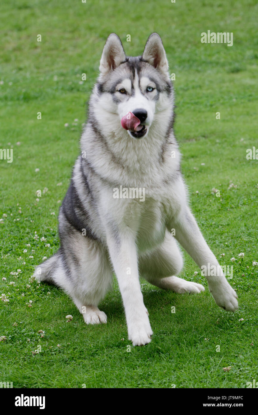 Portrait of beautiful Siberian Husky dog Stock Photo - Alamy