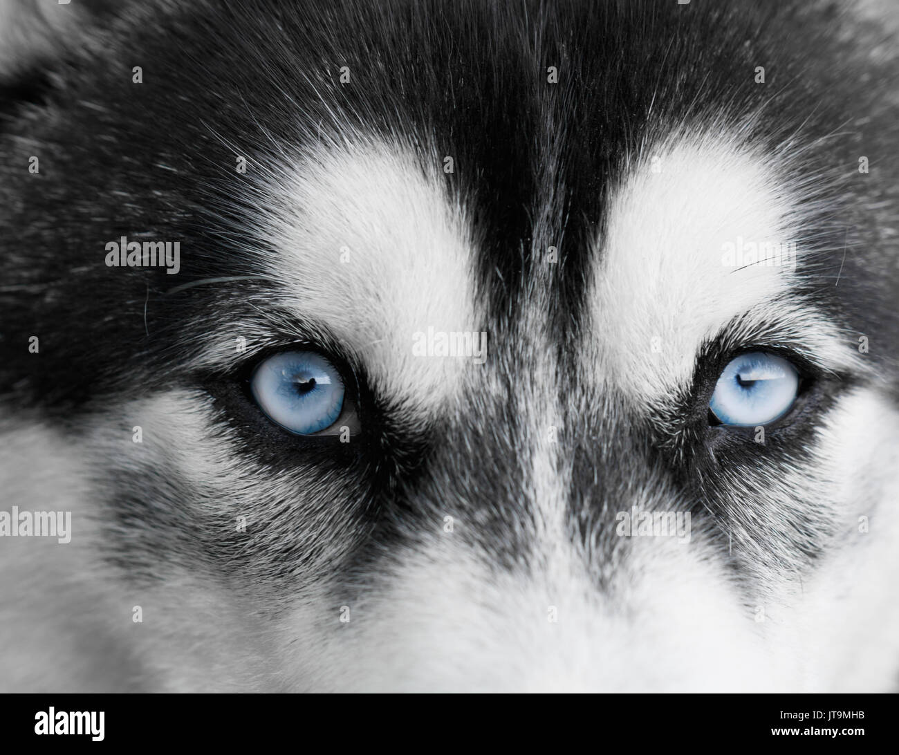 Siberian husky hi-res stock photography and images - Alamy